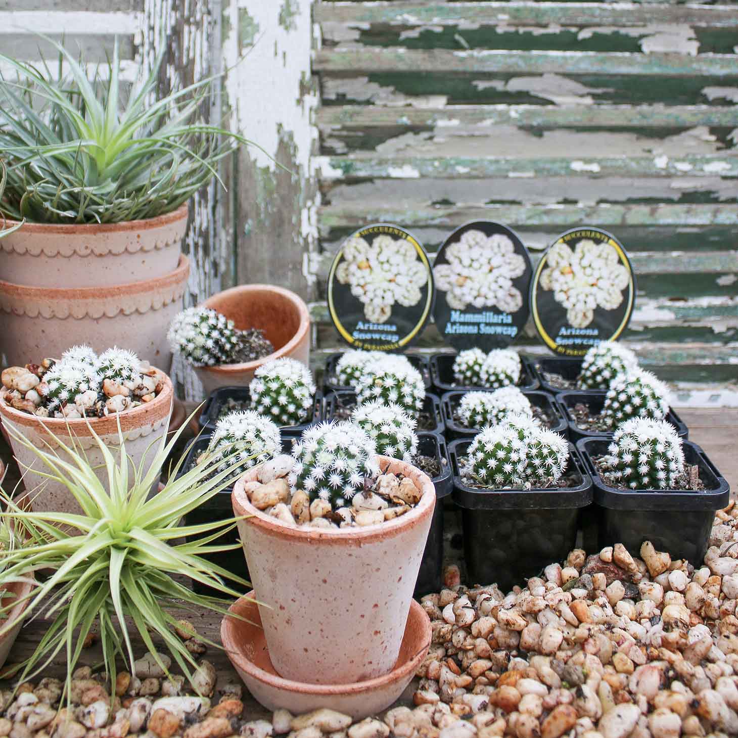 Miniature Brain Cactus - Unique Succulent - Glasshaus