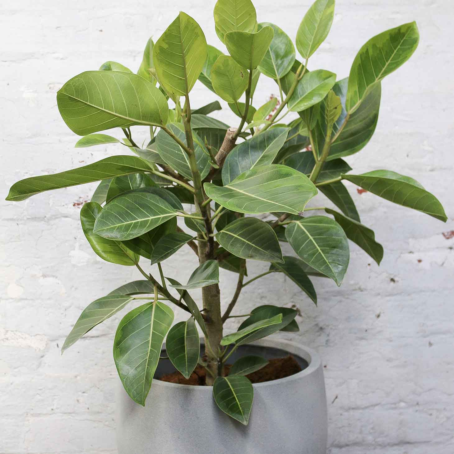Ficus Elastica Lemon Lime (Rubber Plant) - Indoor Plant